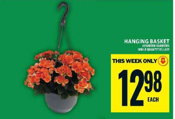HANGING BASKET on sale • Starting at ️ $12.98