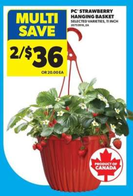 HANGING BASKET on sale • Starting at ️ $12.98